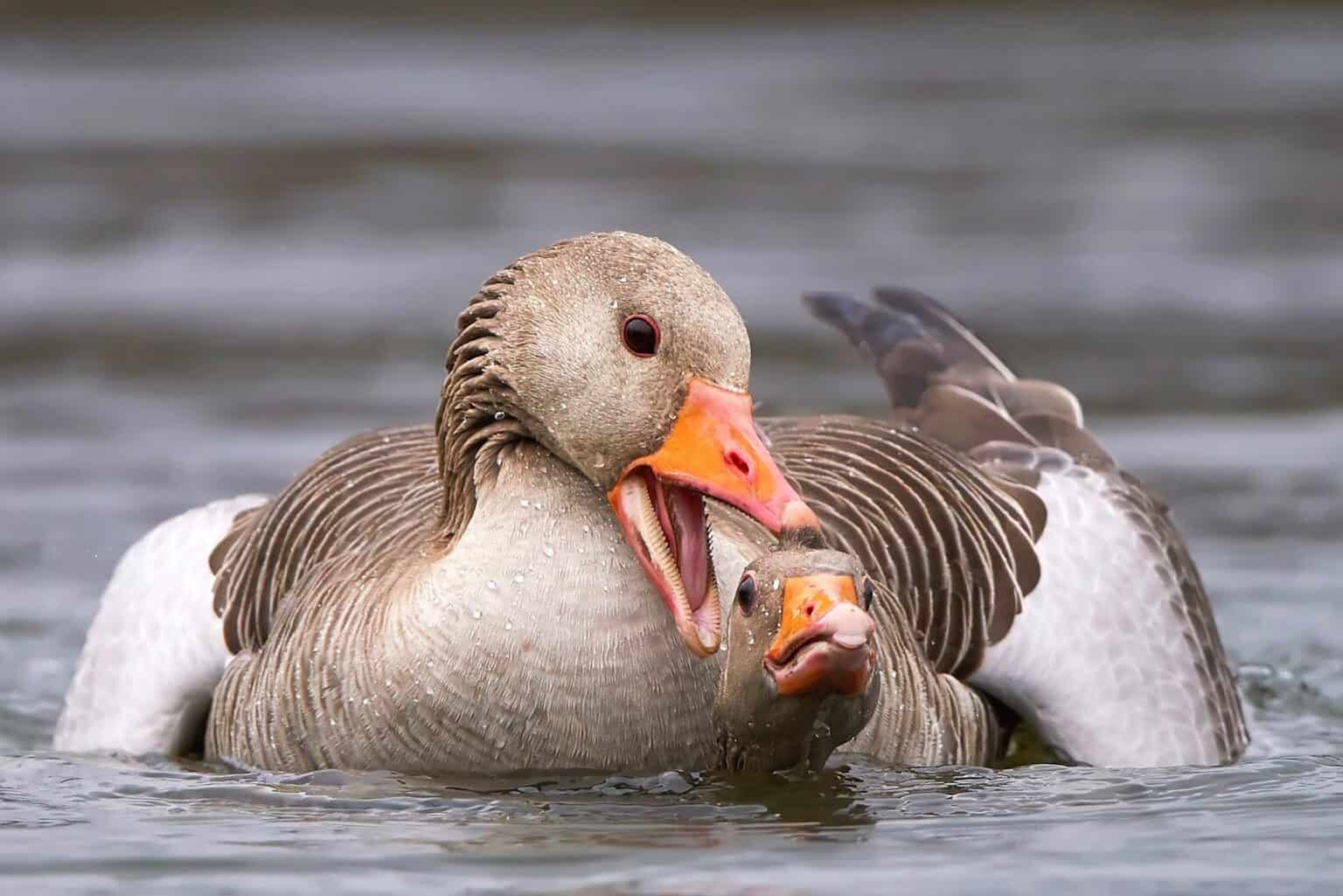 Do Geese Have Teeth? - Everything You Need to Know