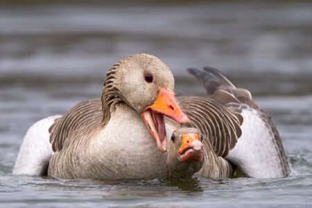 Do Geese Have Teeth? - Everything You Need to Know