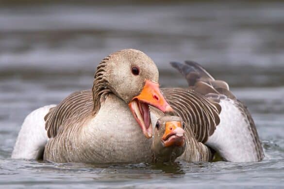 Do Geese Have Teeth? - Everything You Need to Know
