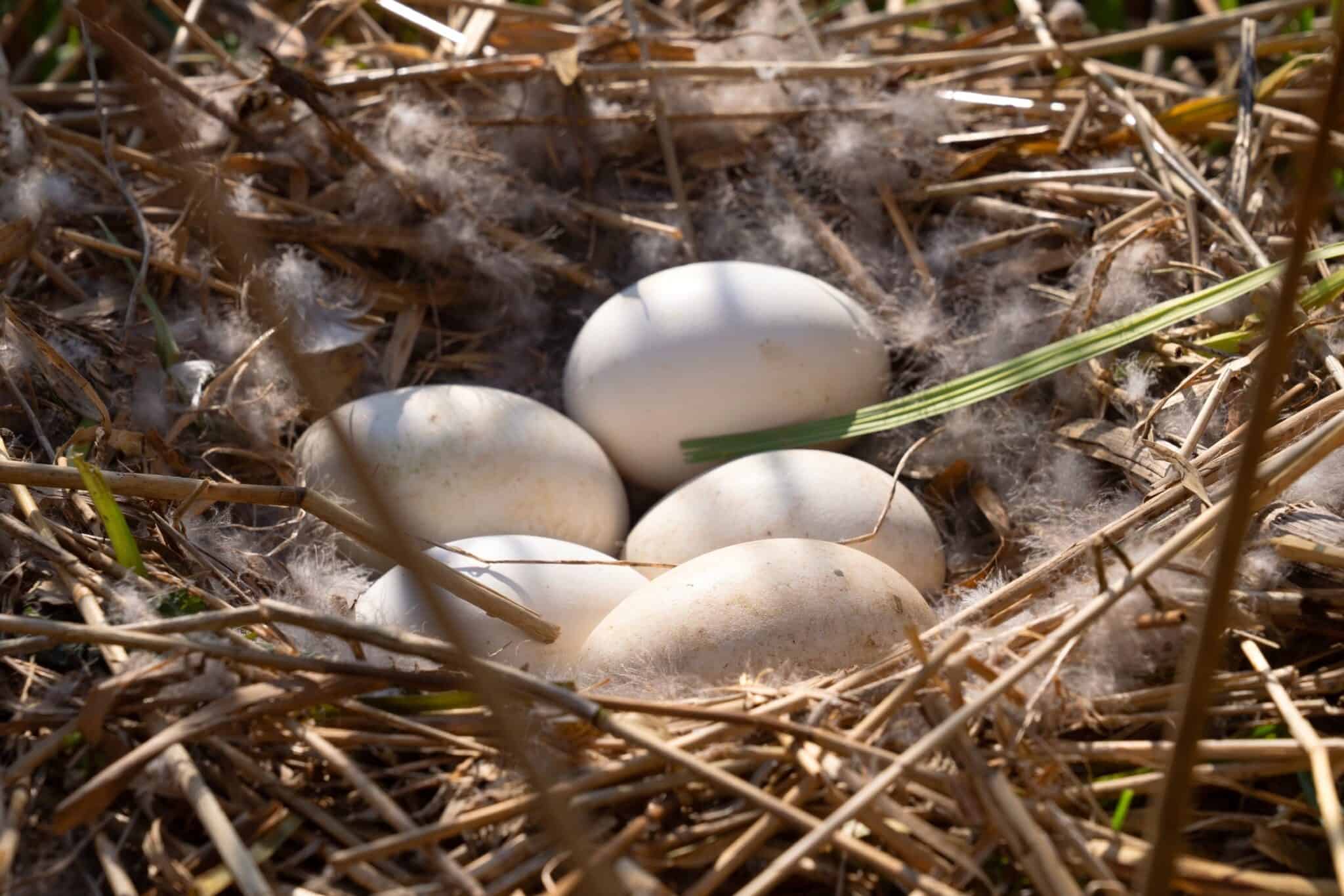 Baby Geese: Everything You Need to Know