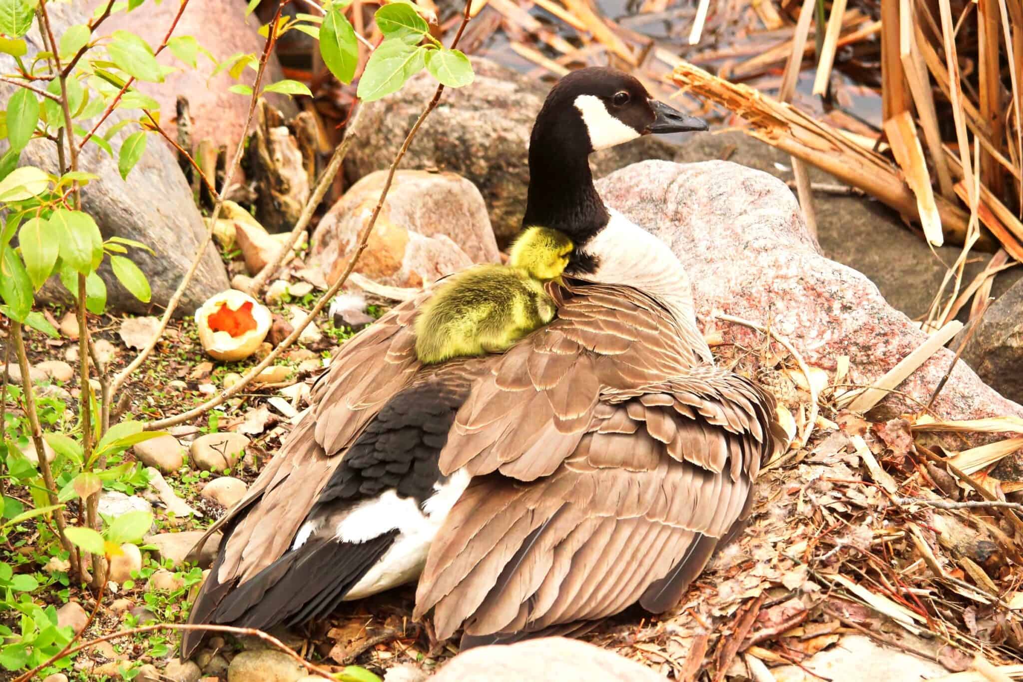 Baby Geese: Everything You Need to Know