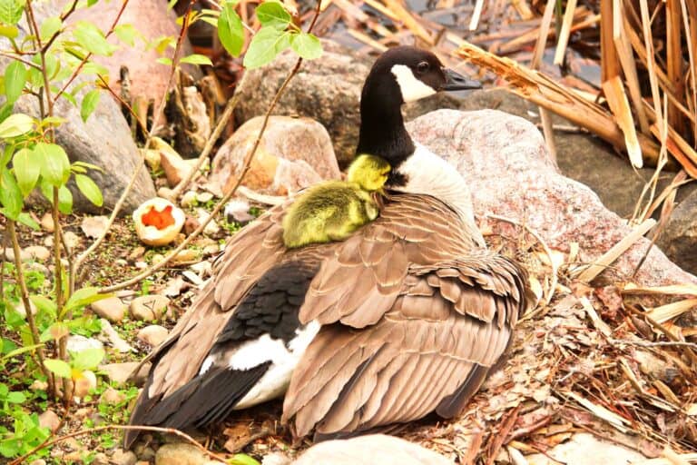 Baby Geese: Everything You Need to Know