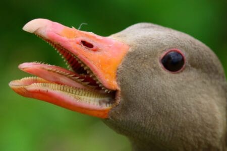 Do Geese Have Teeth? - Everything You Need to Know