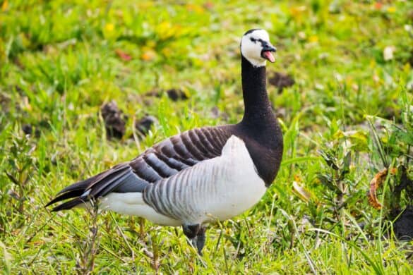 Do Geese Have Teeth? - Everything You Need to Know