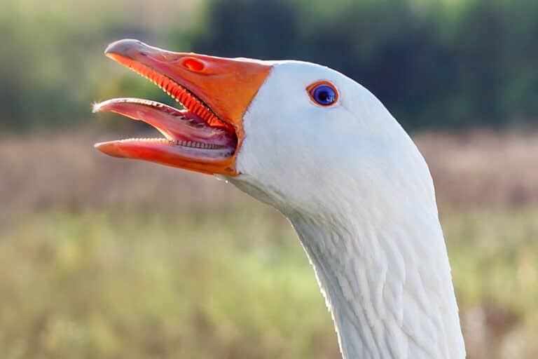 Do Geese Have Teeth? - Everything You Need to Know