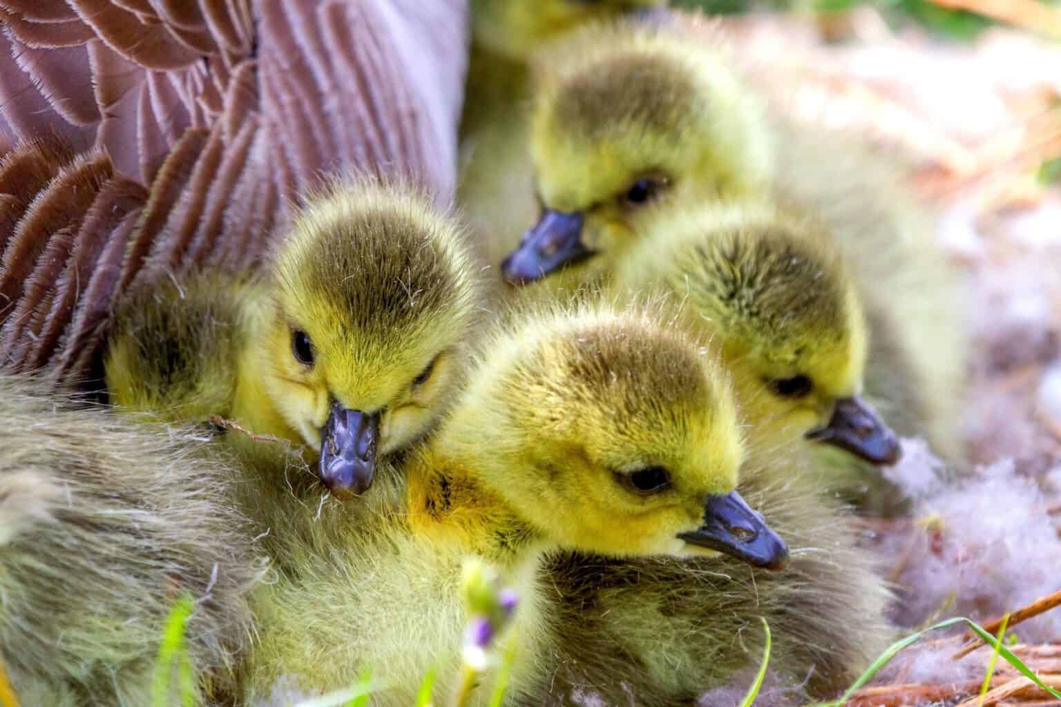 Baby Geese: Everything You Need to Know