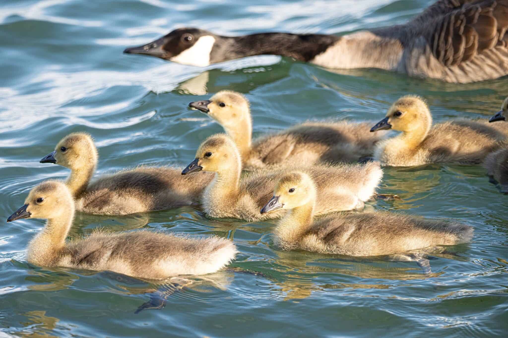 Baby Geese: Everything You Need to Know