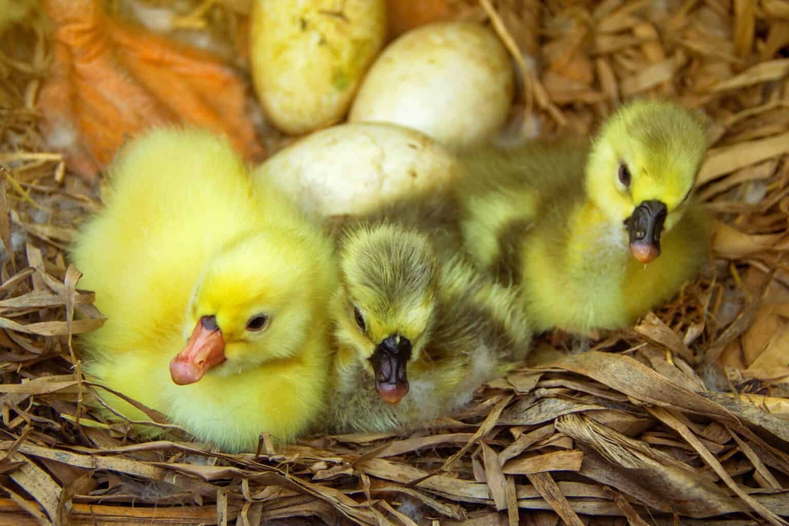 Baby Geese: Everything You Need to Know