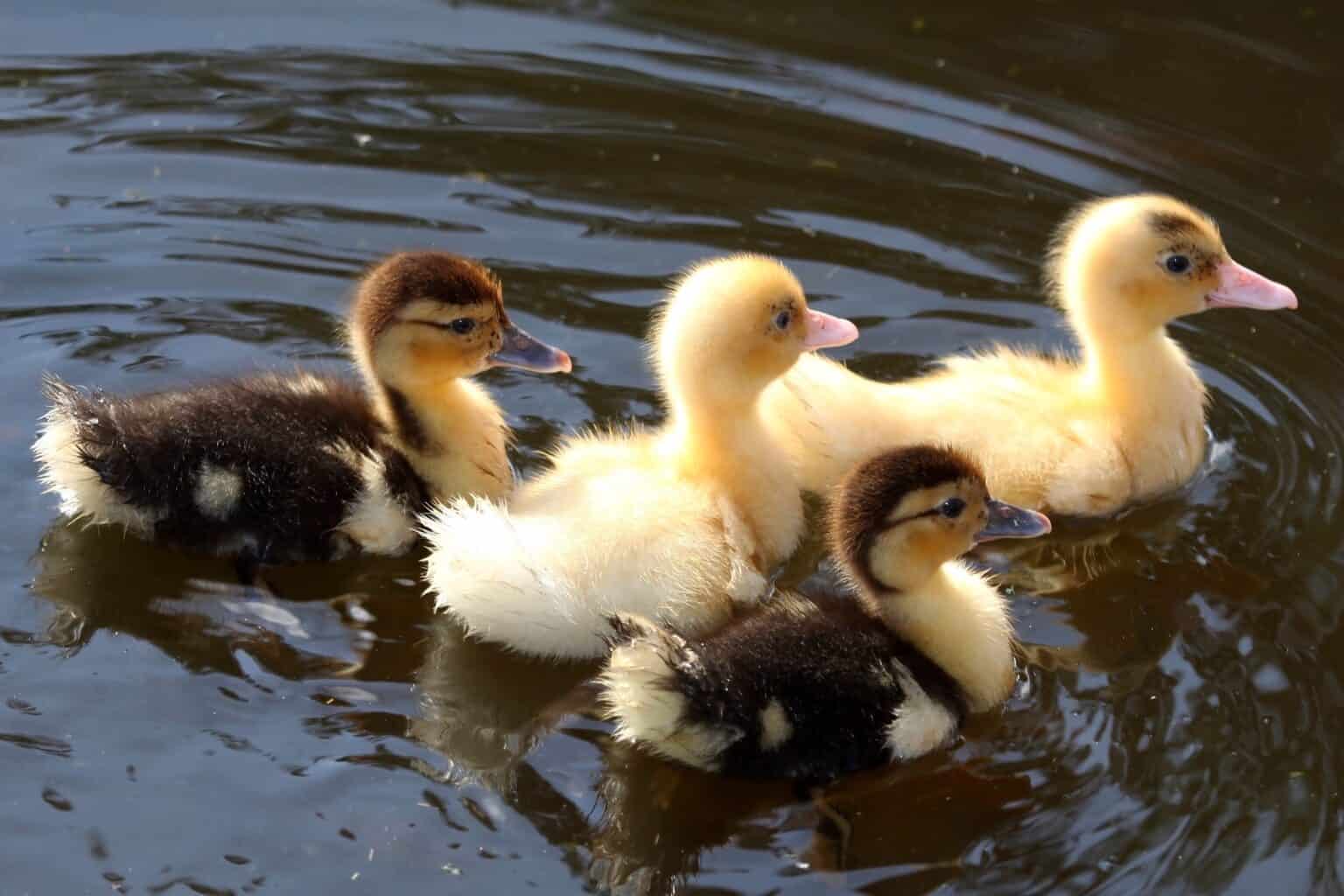 Baby Geese: Everything You Need to Know