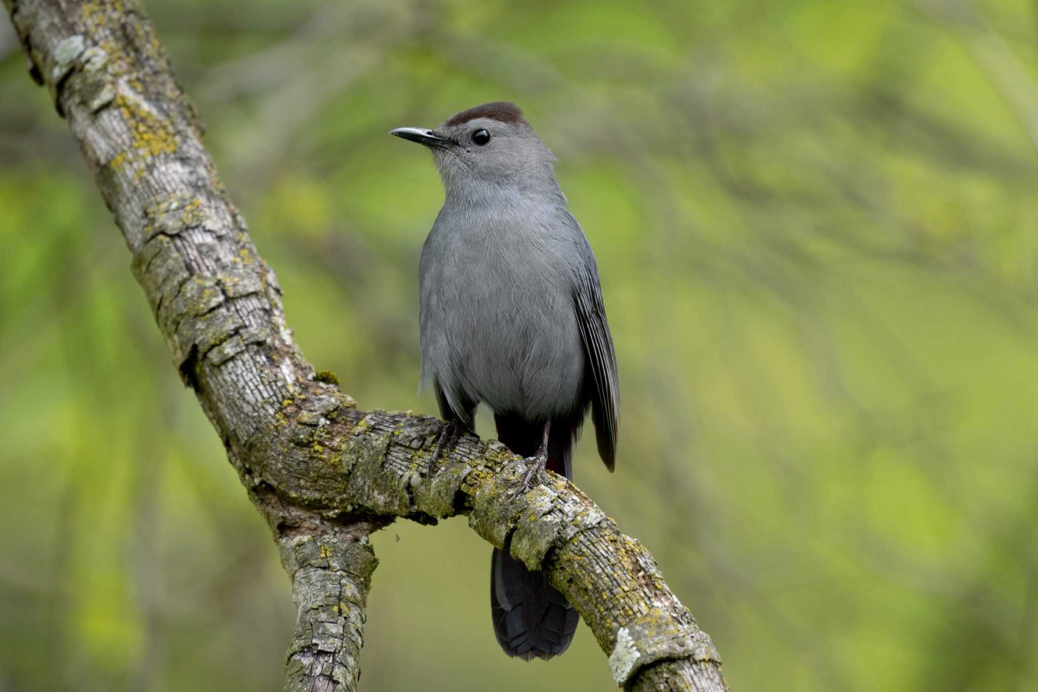 Gray Catbird: A Bird That Sounds Like a Cat (With Sounds)