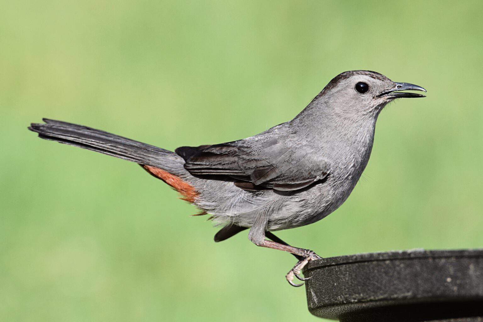 Gray Catbird: A Bird That Sounds Like a Cat (With Sounds)