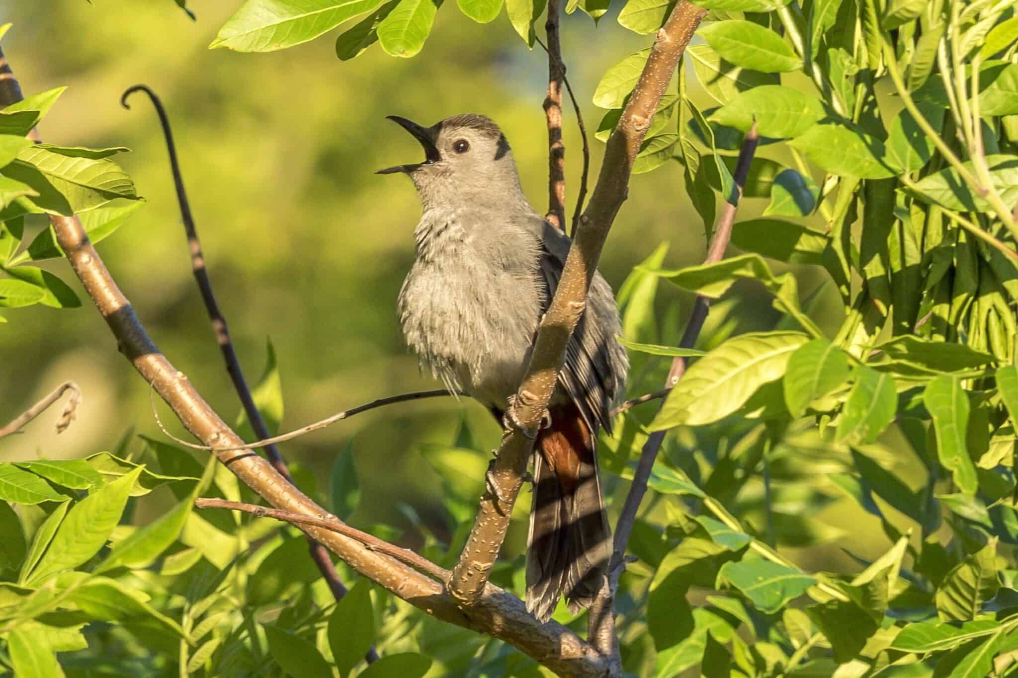 Gray Catbird: A Bird That Sounds Like a Cat (With Sounds)