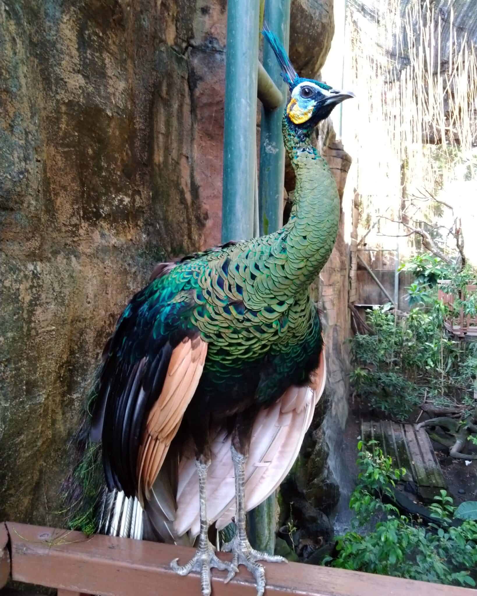 Where Do Peacocks Live? (Natural Habitats & Countries)