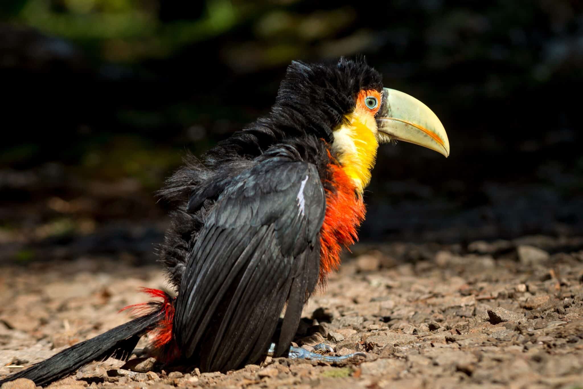 Baby Toucans: Everything You Need to Know