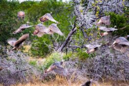 Can Turkeys Fly? (Distance, Height, Speed & FAQs)