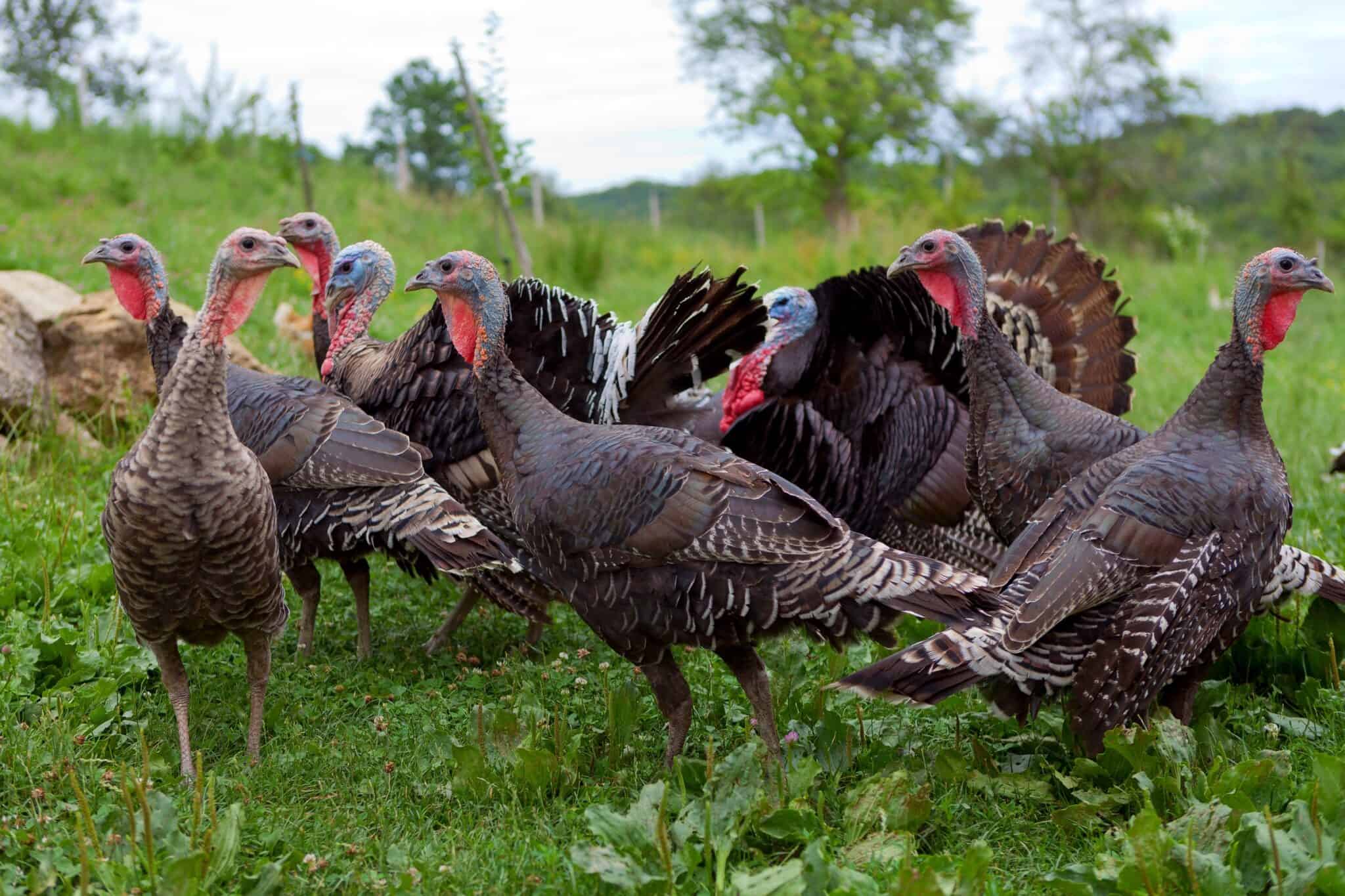 Can Turkeys Fly? (Distance, Height, Speed & FAQs)
