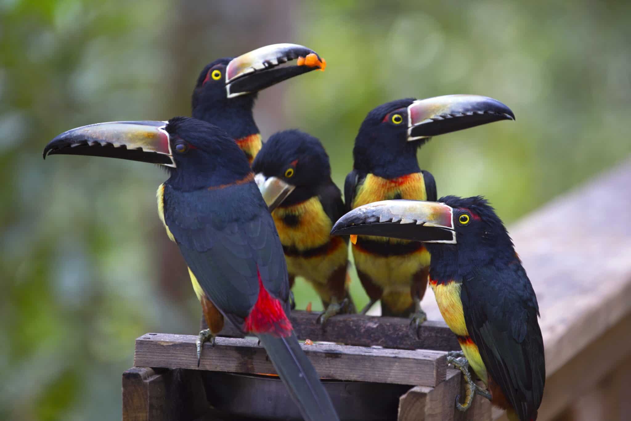 Baby Toucans: Everything You Need to Know