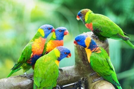 Are Birds Mammals? Everything You Need to Know!