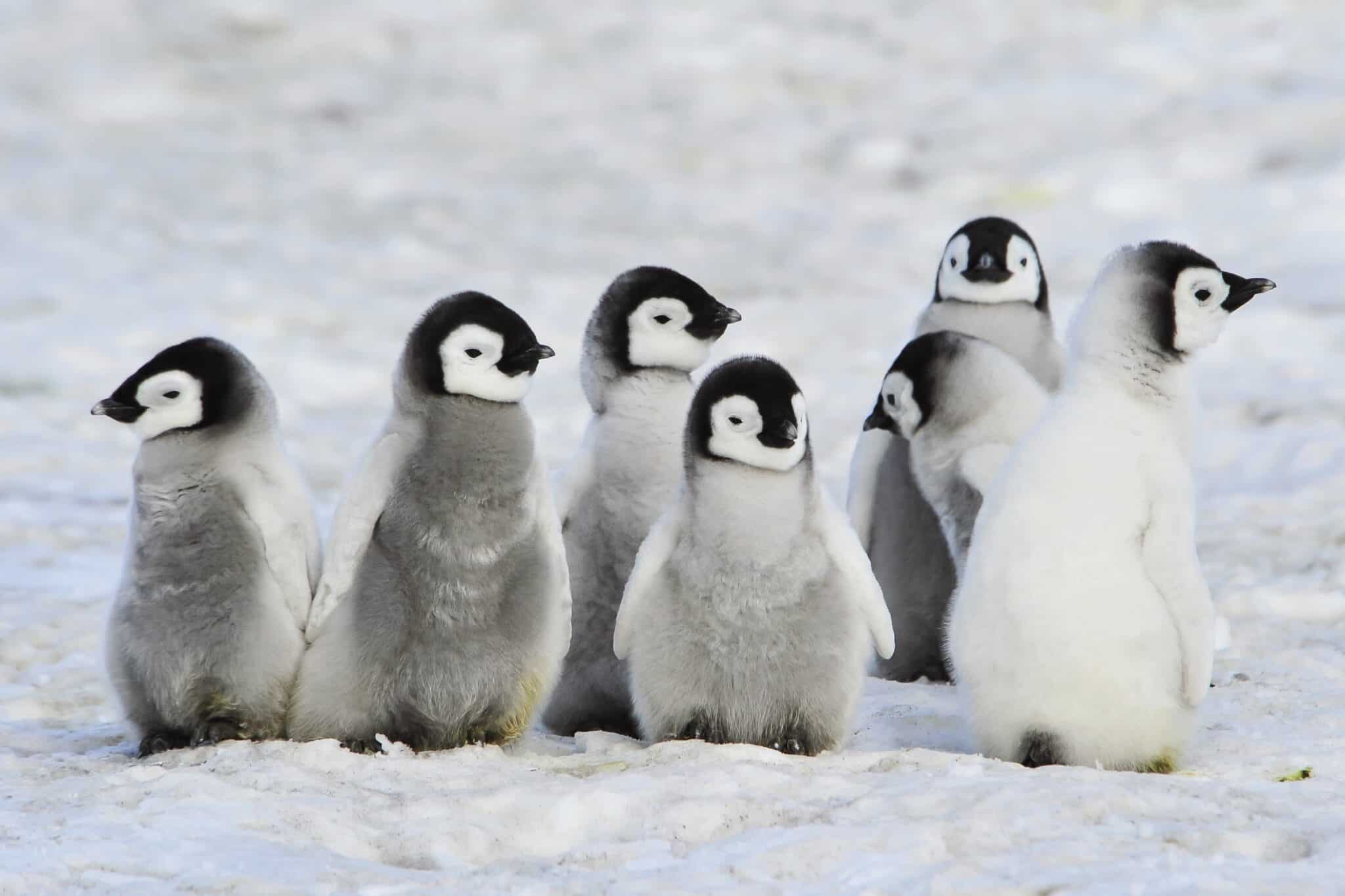 What Is Inside a Penguin's Mouth? - Bird Helpful
