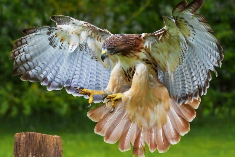 Hawk Talons: Everything You Need to Know