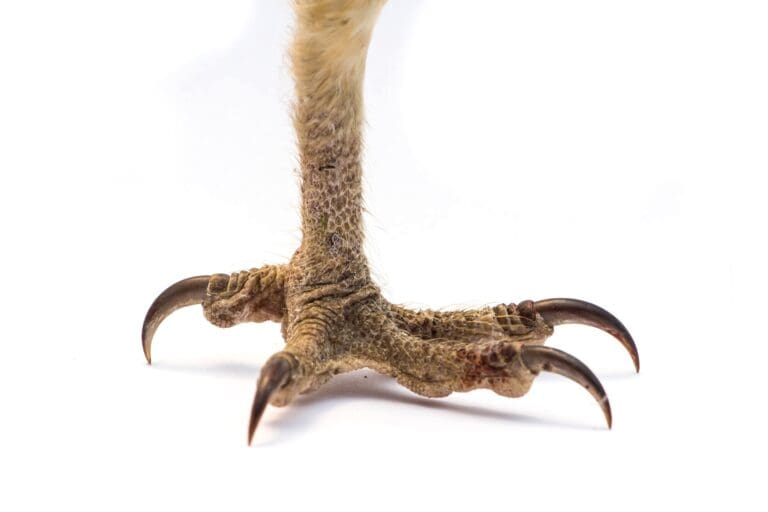 Hawk Talons: Everything You Need to Know