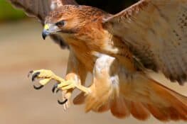 Hawk Talons: Everything You Need to Know