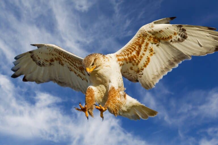 Hawk Talons: Everything You Need to Know