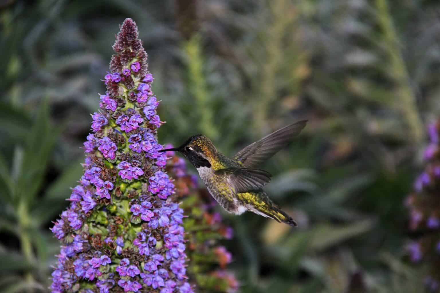 How Long Do Hummingbirds Live? - Hummingbird Lifespan