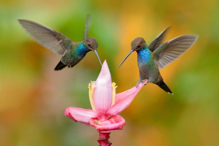 How Long Do Hummingbirds Live? - Hummingbird Lifespan