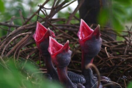 Baby Crows: Everything You Need to Know