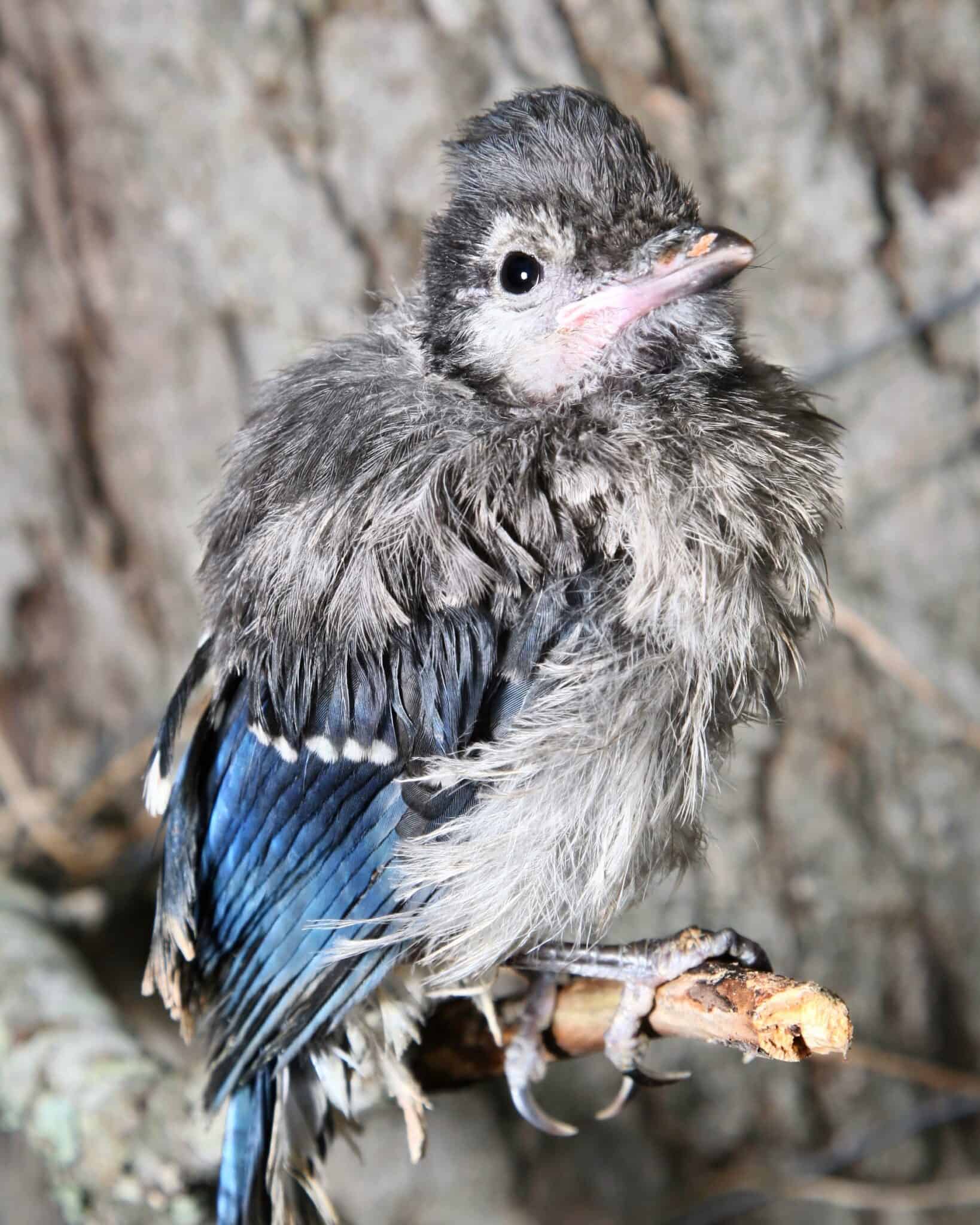 Baby Blue Jays: All You Need to Know