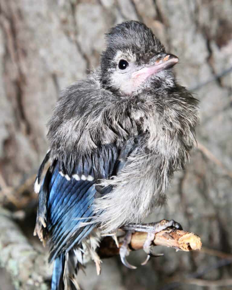 Baby Blue Jays: All You Need to Know