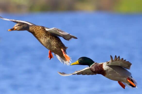 Can Ducks Fly? (Distance, Height, Speed & FAQs) - Bird Helpful