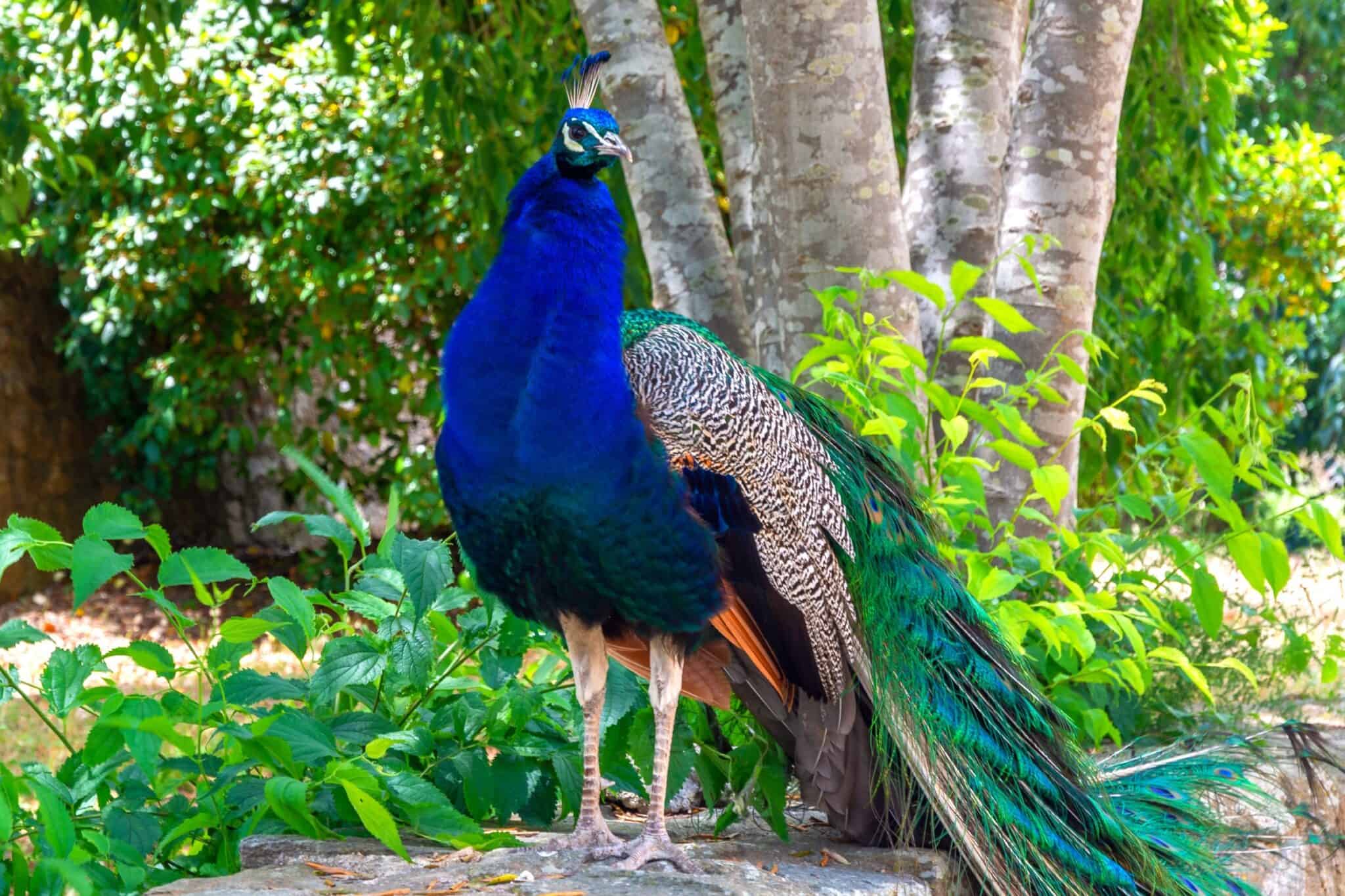 Can Peacocks Fly? (Speed, Height, Distance & FAQs)