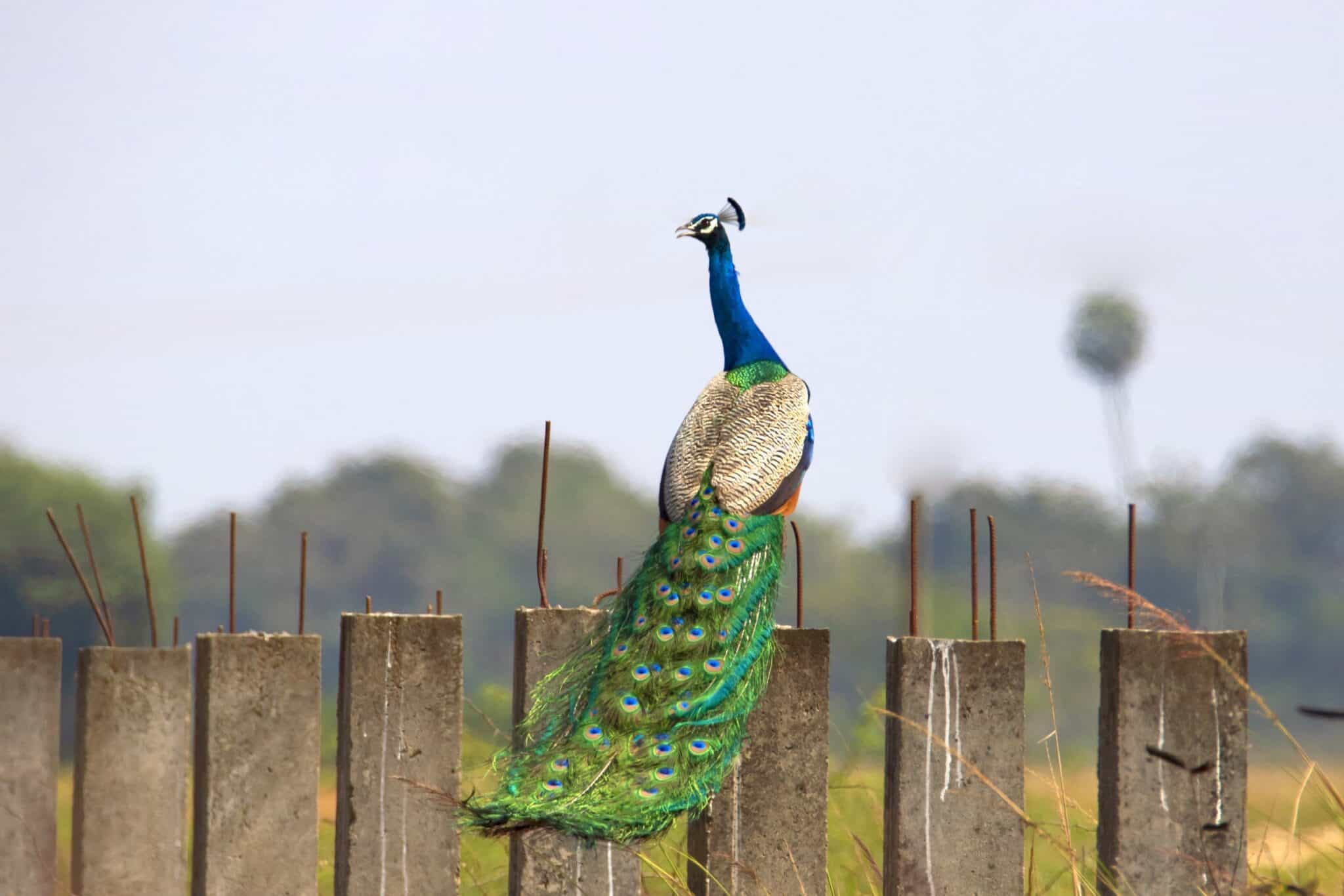 Where Do Peacocks Live? (Natural Habitats & Countries)