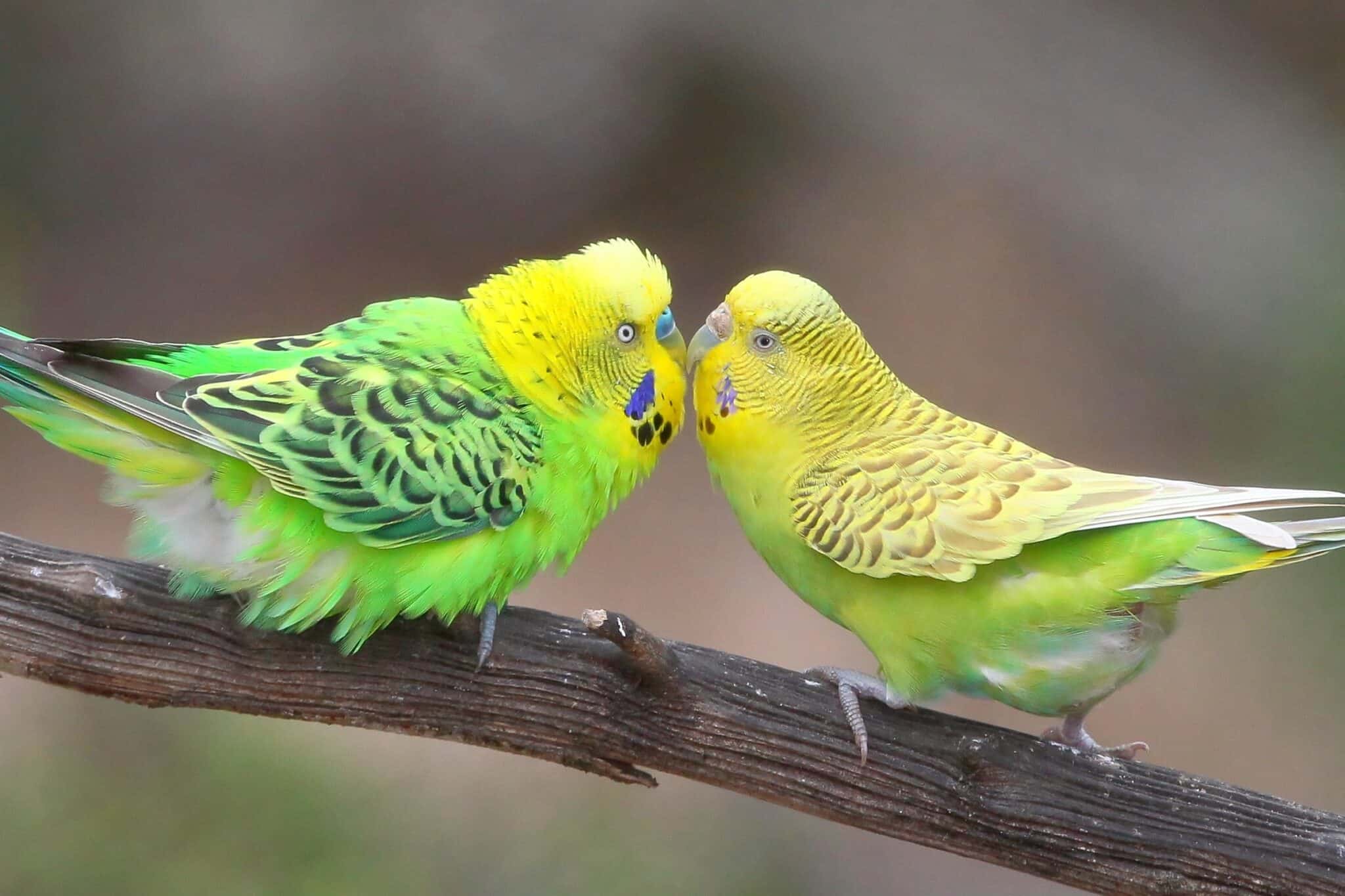 How to Tell If a Parakeet Is Male or Female (7 Simple Ways)