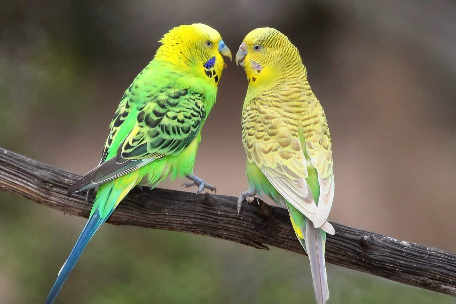 How to Tell If a Parakeet Is Male or Female (7 Simple Ways)