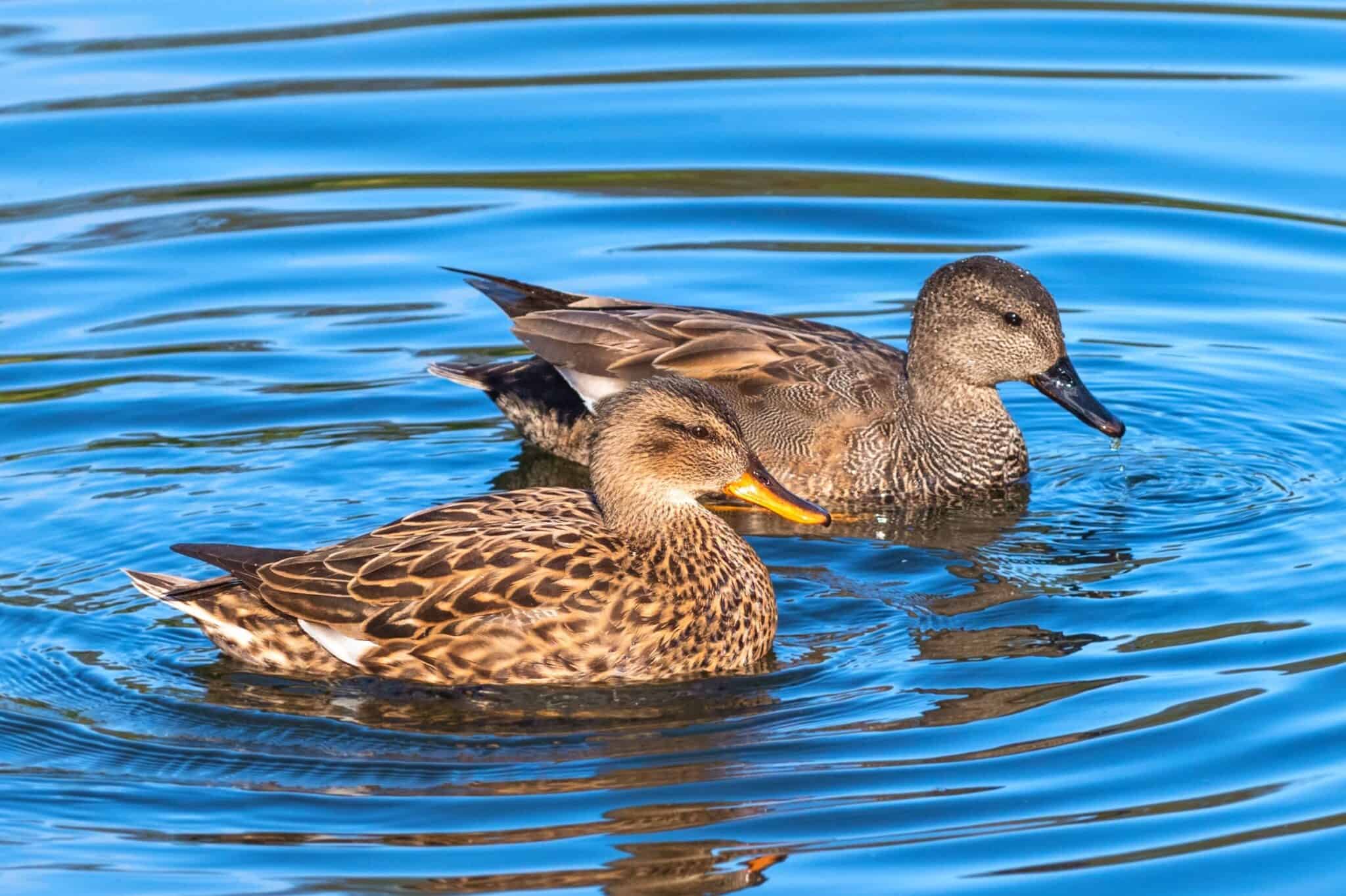 Male vs. Female Ducks (8 Main Differences) - Bird Helpful