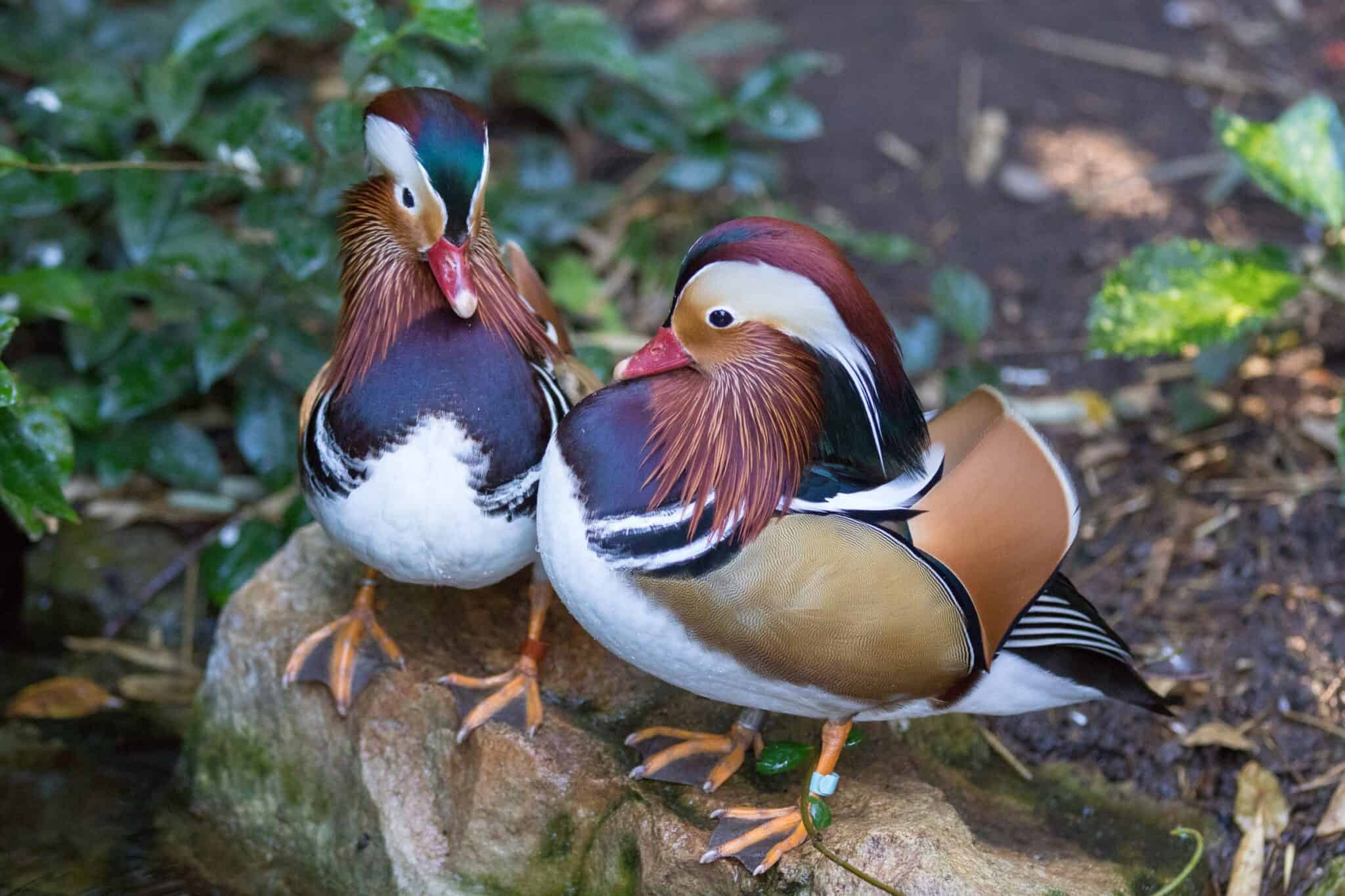 Male vs. Female Ducks (8 Main Differences) - Bird Helpful