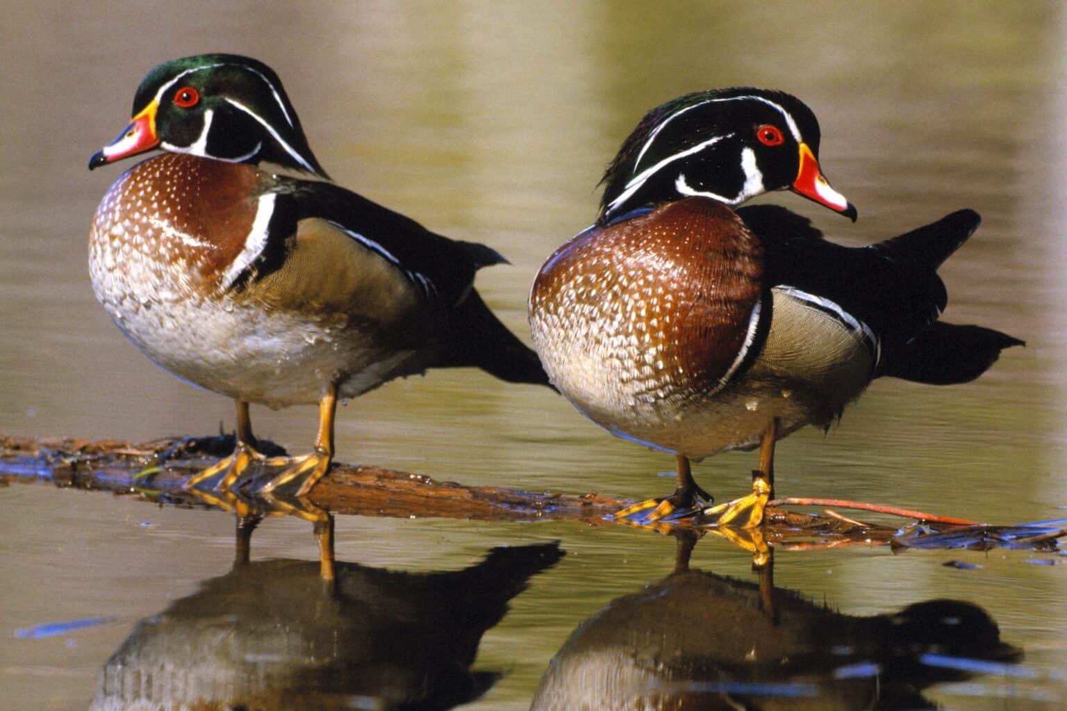 Male vs. Female Ducks (8 Main Differences) - Bird Helpful