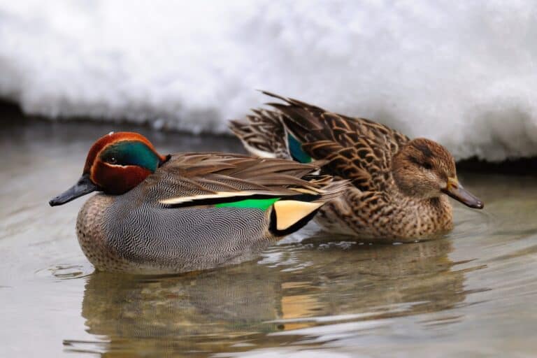 Male vs. Female Ducks (8 Main Differences) - Bird Helpful