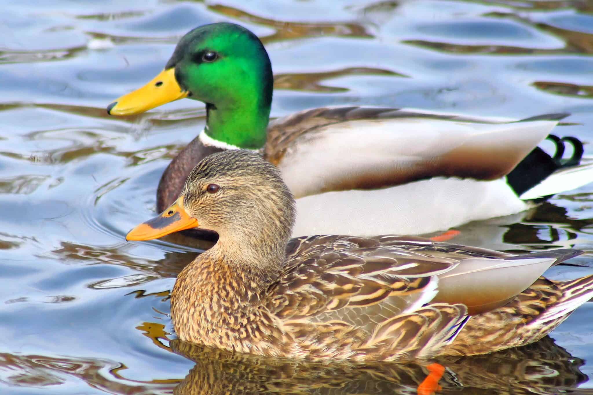 Male vs. Female Ducks (8 Main Differences) - Bird Helpful