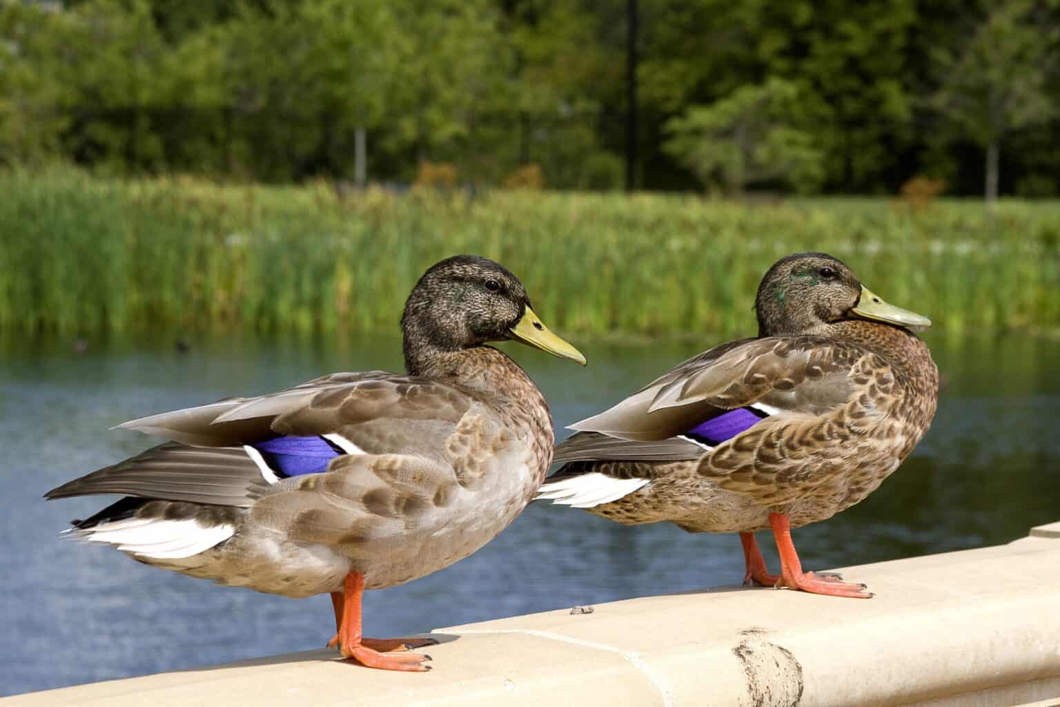 Male vs. Female Ducks (8 Main Differences) - Bird Helpful