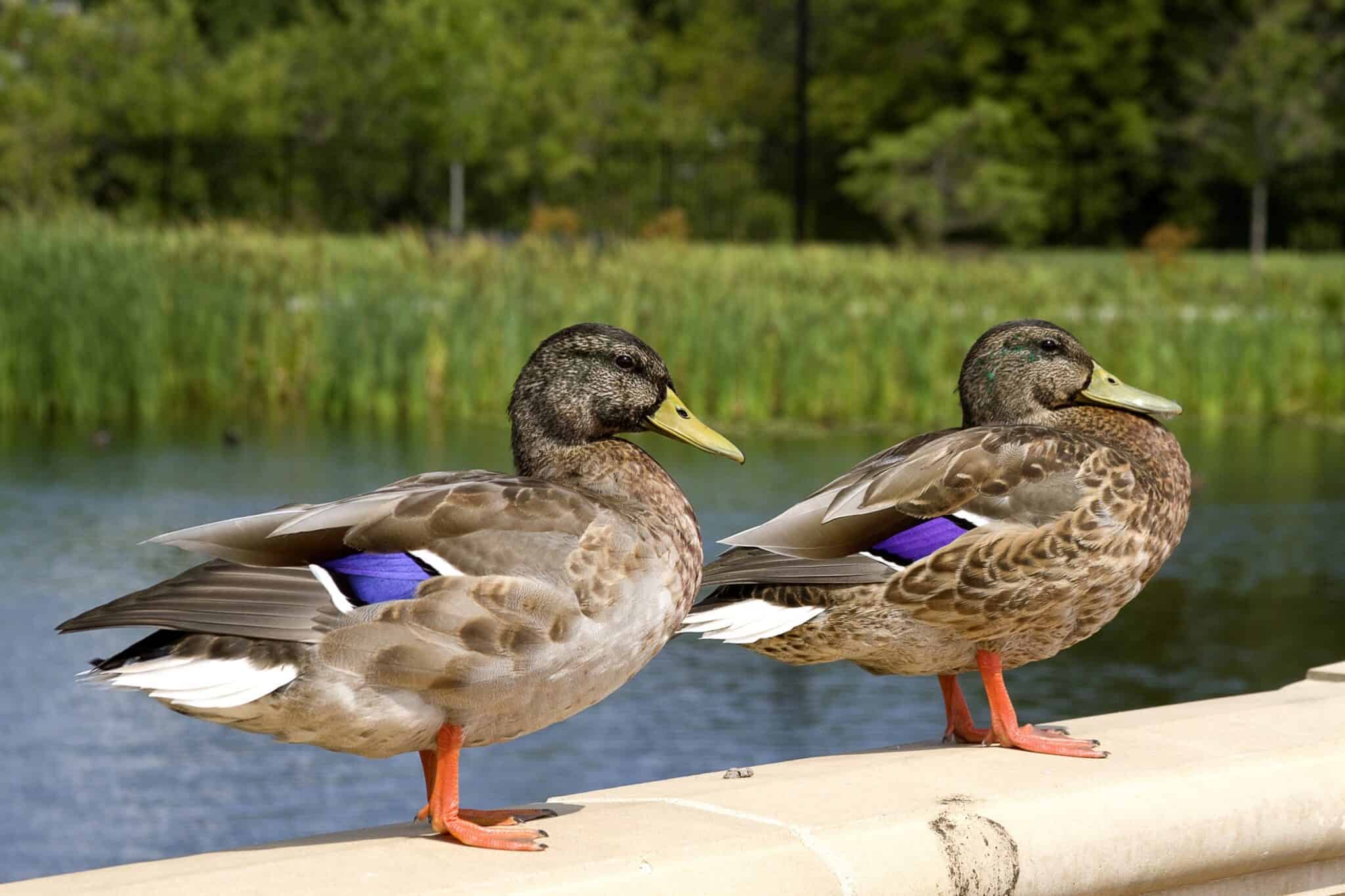 Male vs. Female Ducks (8 Main Differences) - Bird Helpful