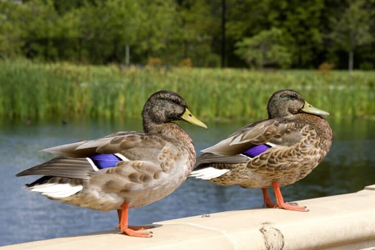 Male vs. Female Ducks (8 Main Differences) - Bird Helpful