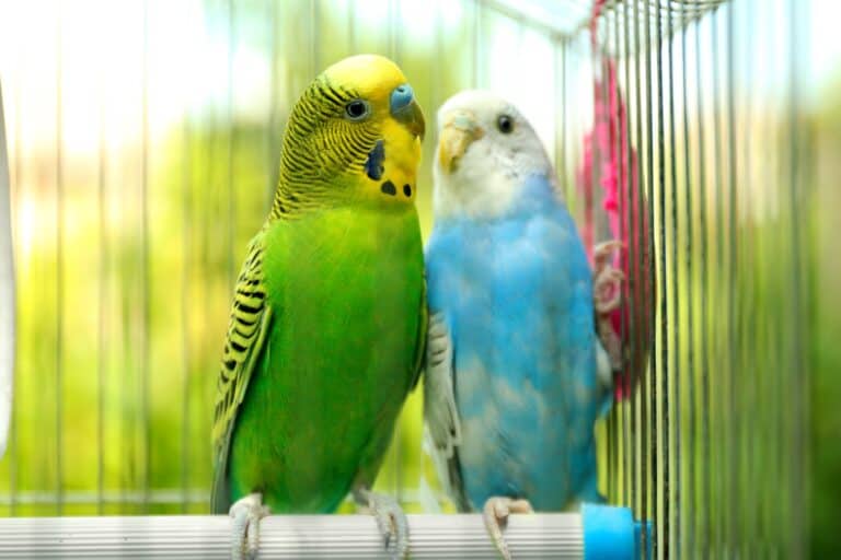 How to Tell If a Parakeet Is Male or Female (7 Simple Ways)
