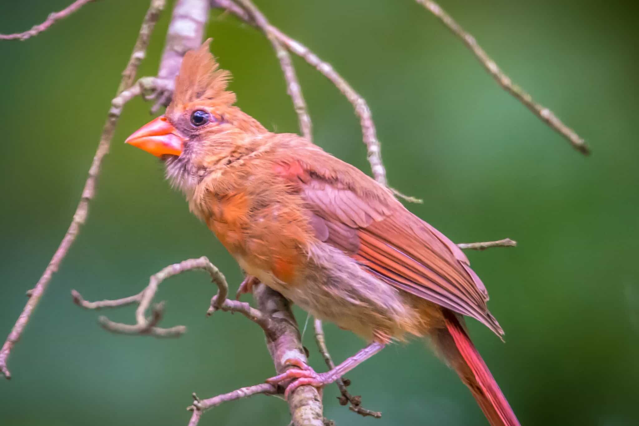 Baby Cardinals: Everything You Need to Know