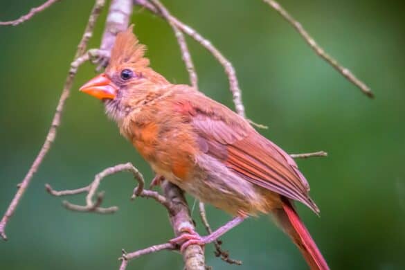 Baby Cardinals: Everything You Need to Know
