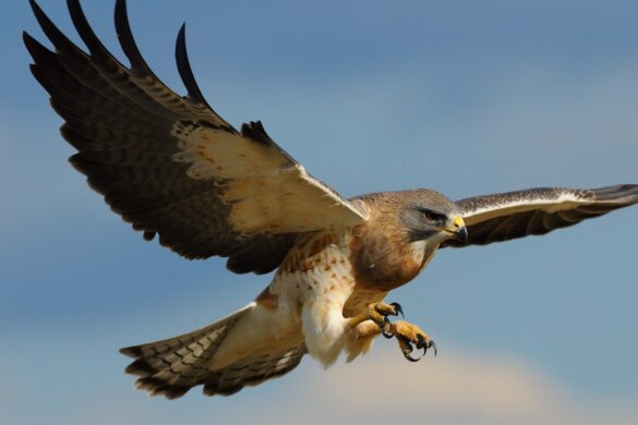 Hawk Talons: Everything You Need to Know