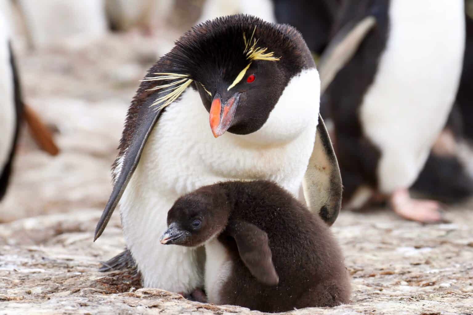 Do Penguins Have Feathers? What You Need to Know